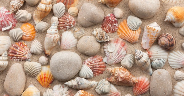 You Shell Overcome This Spot the Difference - Dailybreak