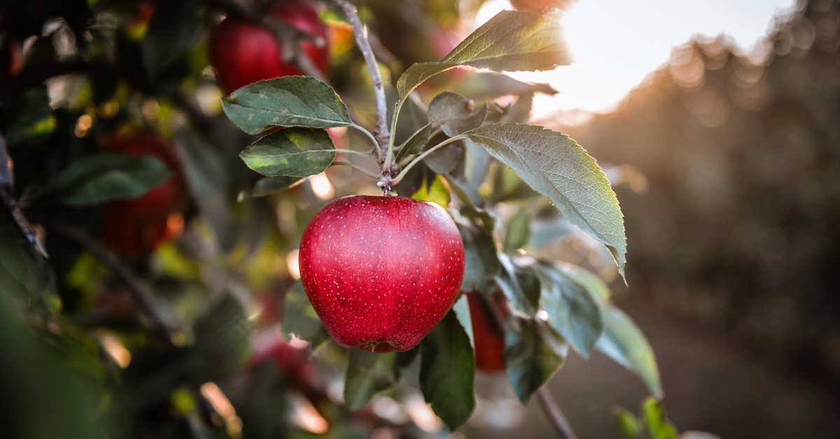 7 Unique Apple Recipes to Try This Fall - Dailybreak