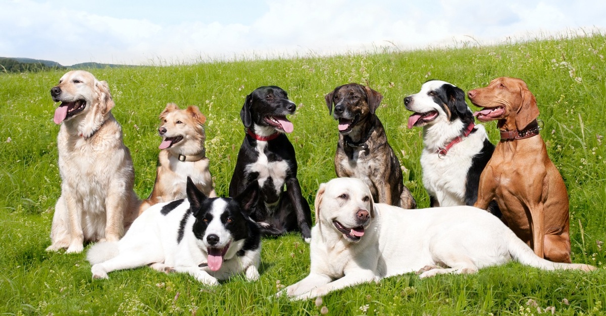 Sniff Out the Facts In This Ruff Dog Breed Trivia Test - Dailybreak