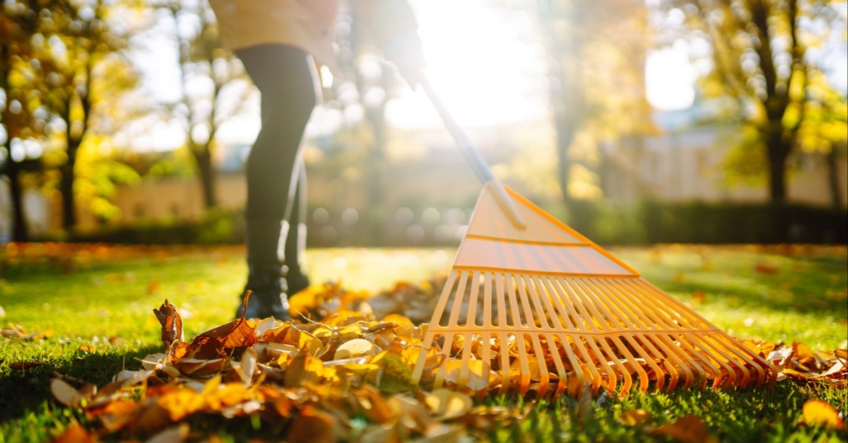 Rake in the Compliments with These Fall Lawn Care Secrets - Dailybreak