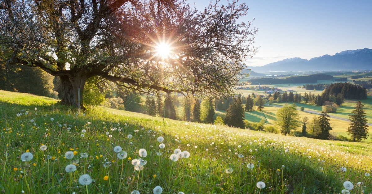 Branch Out and Challenge Yourself With This Puzzle - Dailybreak