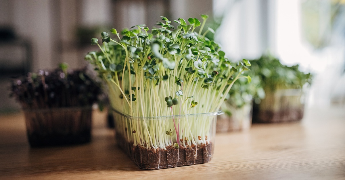 How to Start Growing Microgreens at Home - Dailybreak