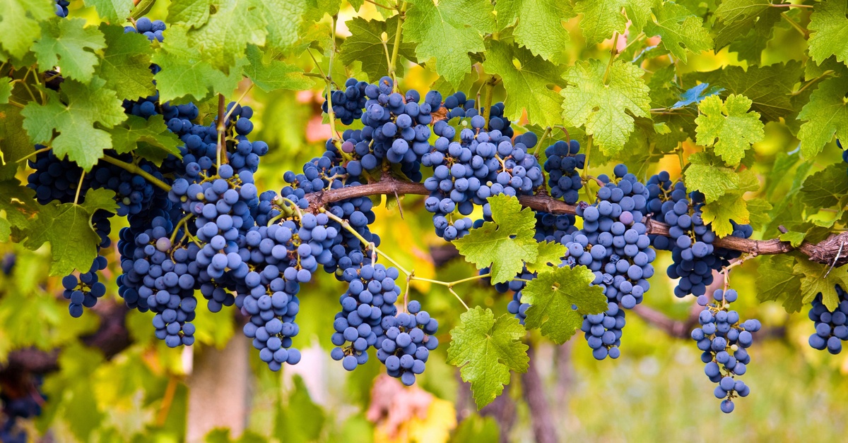 10 Recipes To Make With September's Harvest - Dailybreak