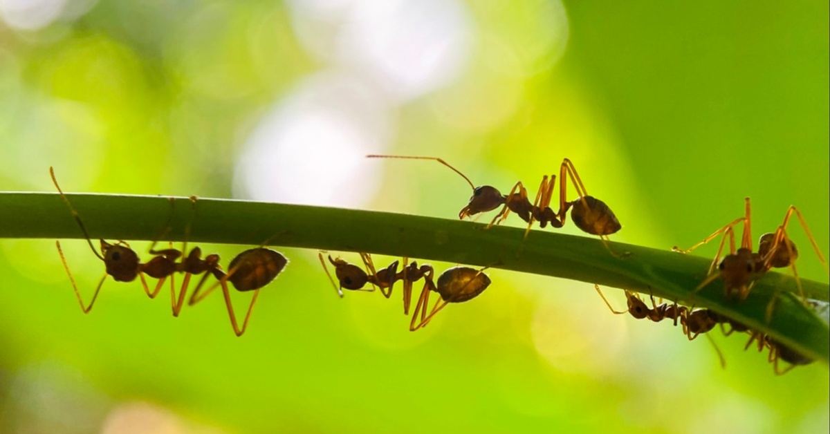 Myth Mayhem: Can You Smell Ants? - Dailybreak