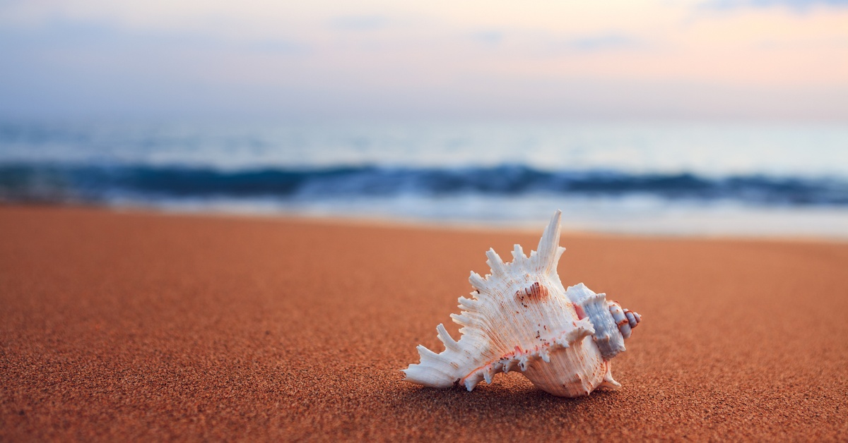 Shell Memory Match - Dailybreak