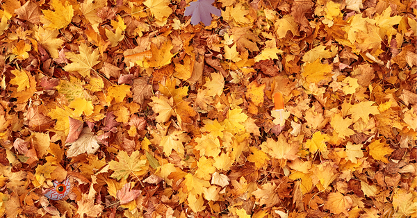 This Spot the Difference is Unbe-leaf-ably Difficult - Dailybreak