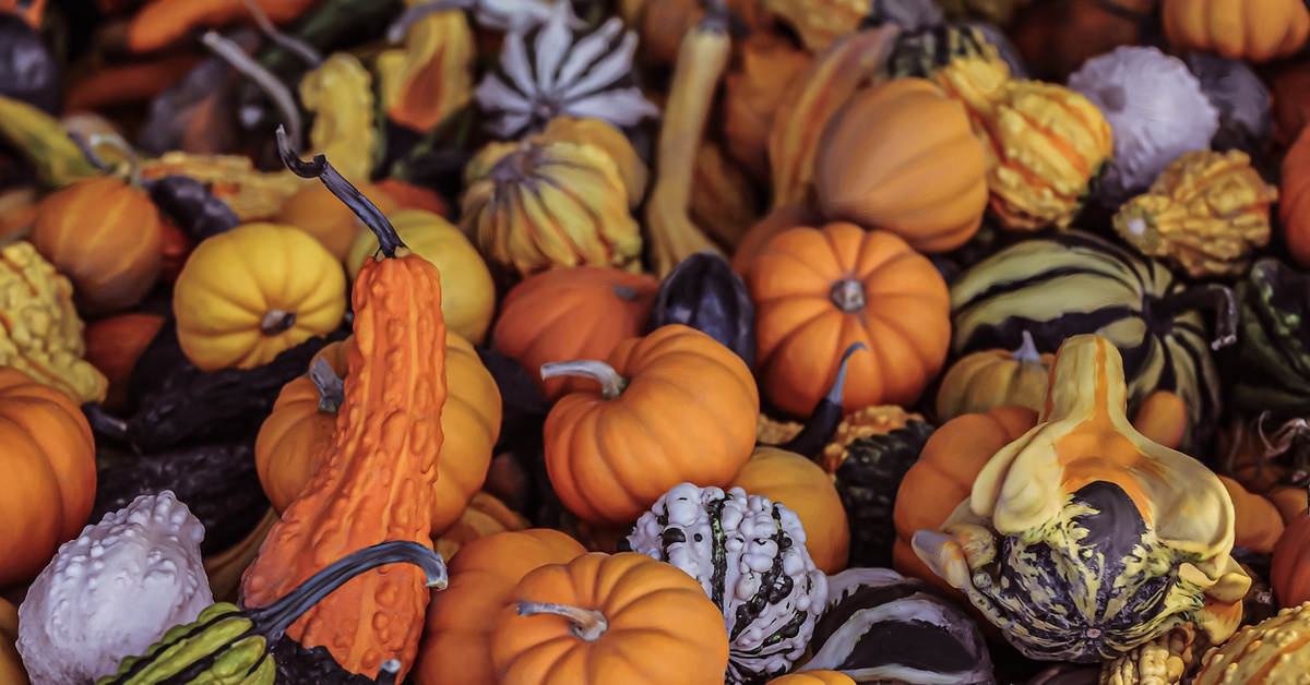 Pick the Perfect Pumpkin With This Memory Match - Dailybreak