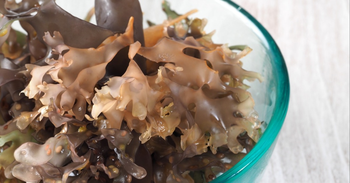 What is Sea Moss, and Should You Be Eating More of It? - Dailybreak