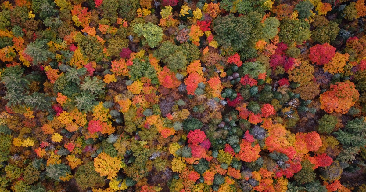 Unscramble This Dizzying Array of Fall Colors - Dailybreak