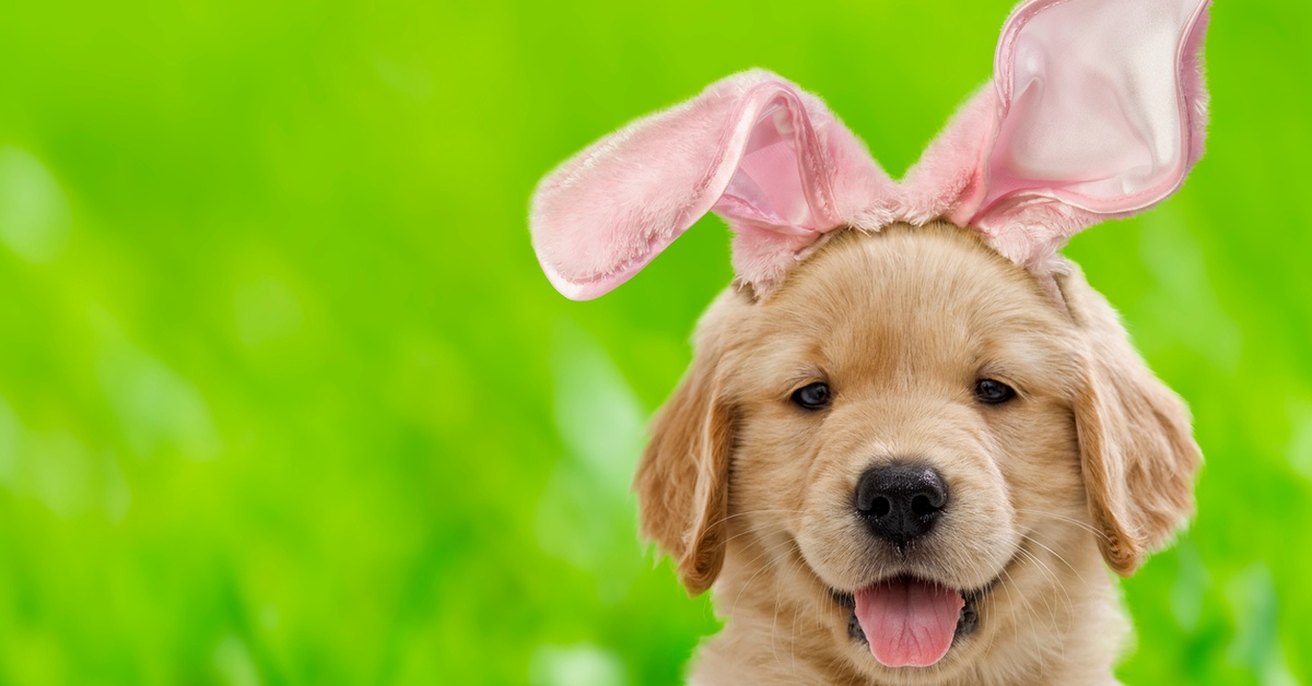Don't Flop on This Pawsitively Hoppin' Easter Memory Match - Dailybreak