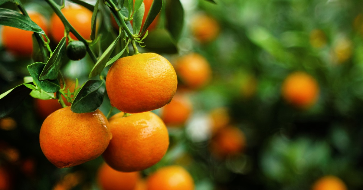 6 Zesty Recipes to Make the Most of Clementine Season - Dailybreak