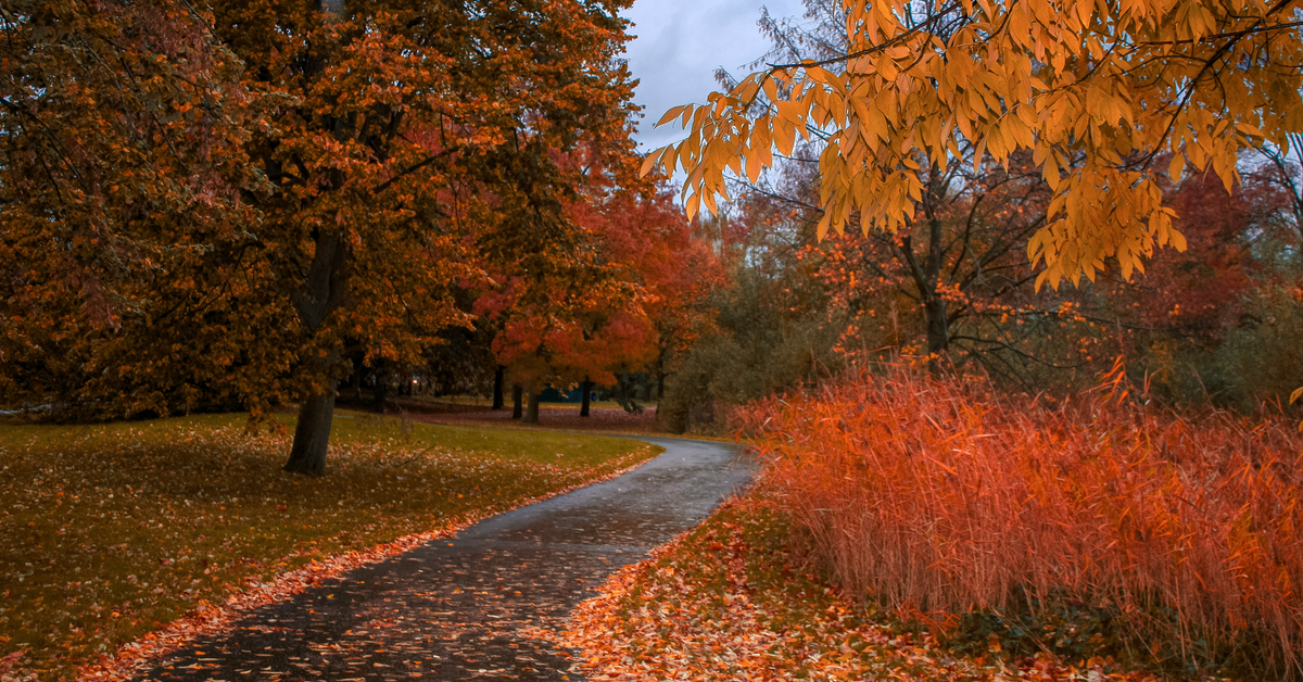 Fall Into the Season With This Cozy Playlist - Dailybreak