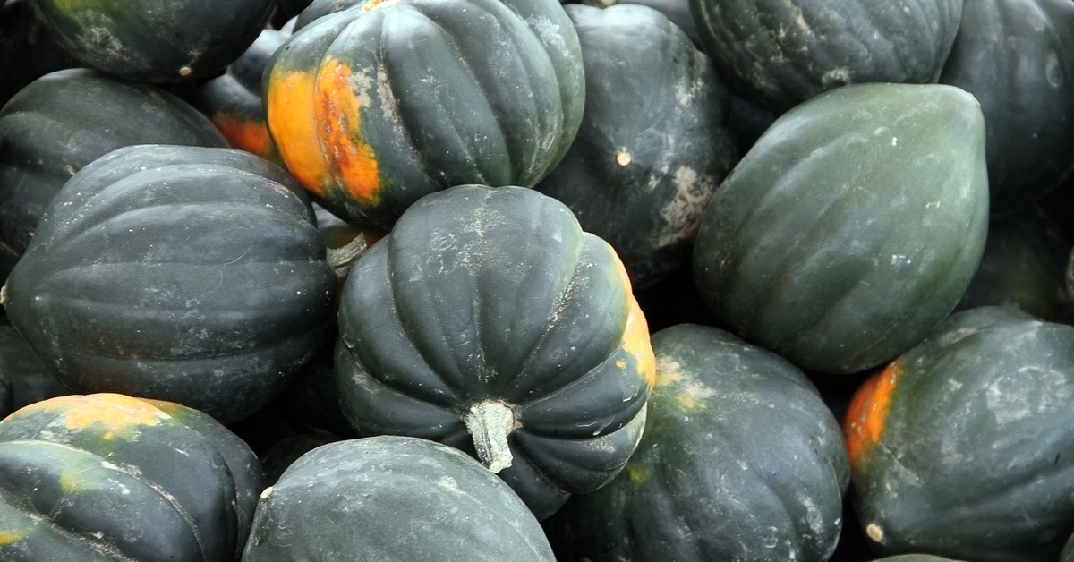 Unscramble This Acorn Squash Puzzle - Dailybreak