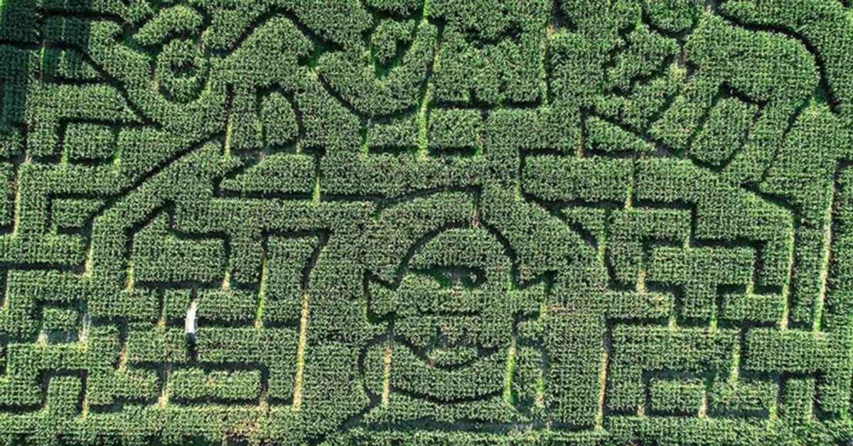 The Great Corn Maze Escape - Dailybreak