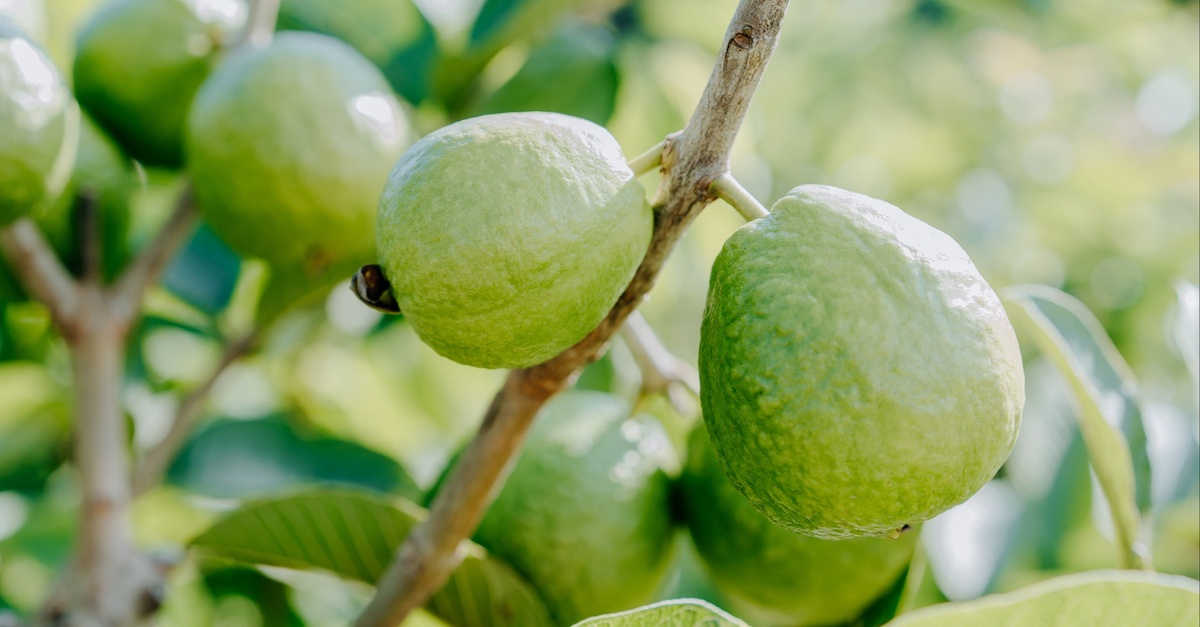 Get To Know Guava With These 12 Recipes - Dailybreak