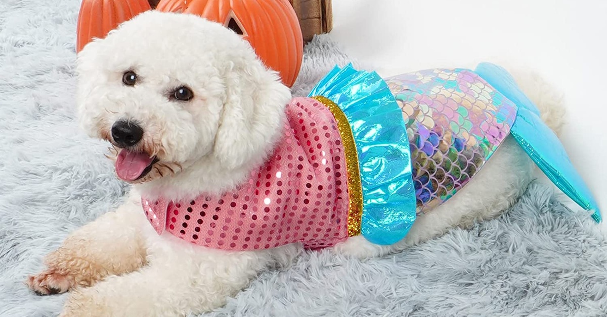 The Cutest Halloween Costumes to Buy Your Dog on Amazon - Dailybreak