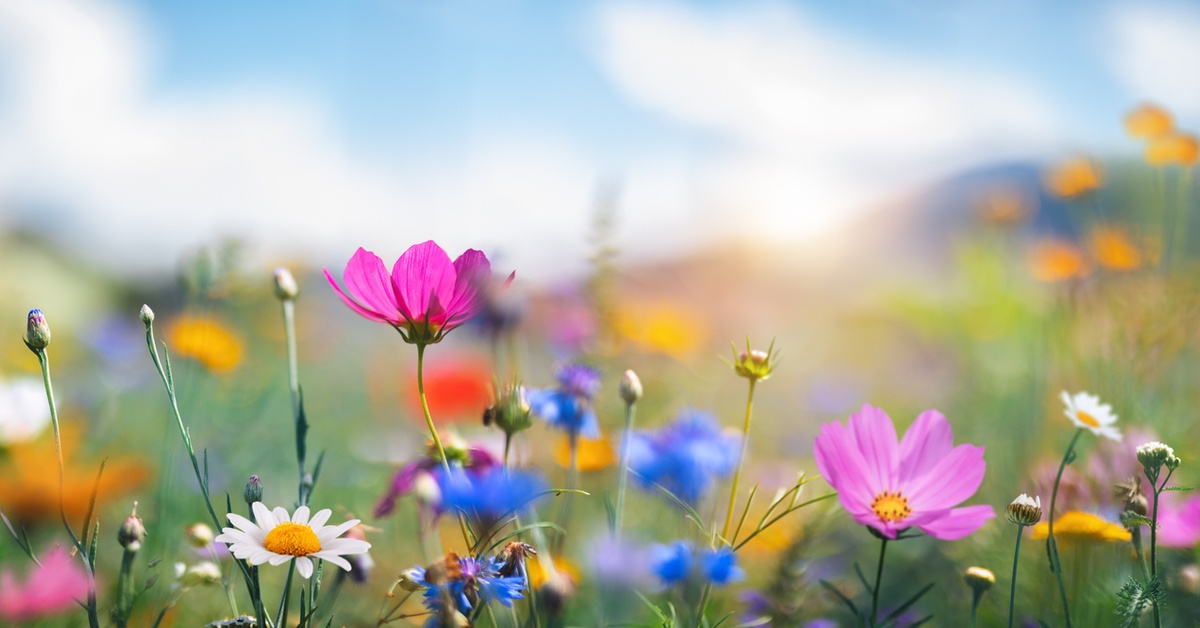 Grow Your Knowledge With This State Flower Trivia! - Dailybreak