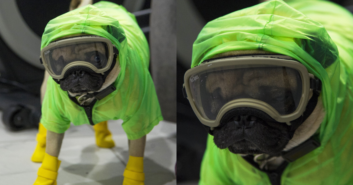 Good News: Therapy Dog Sports PPE in Mexico City Hospital - Dailybreak